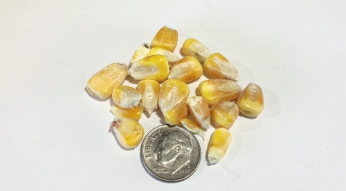 Shelled Corn - Cashmans