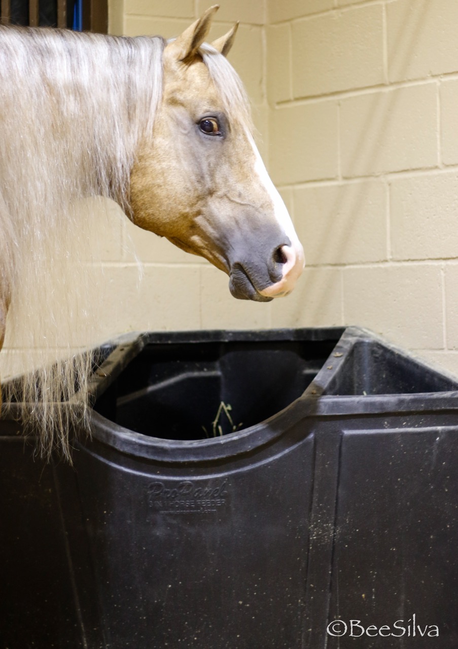 Innovative Stall Feeder Options - Cashmans